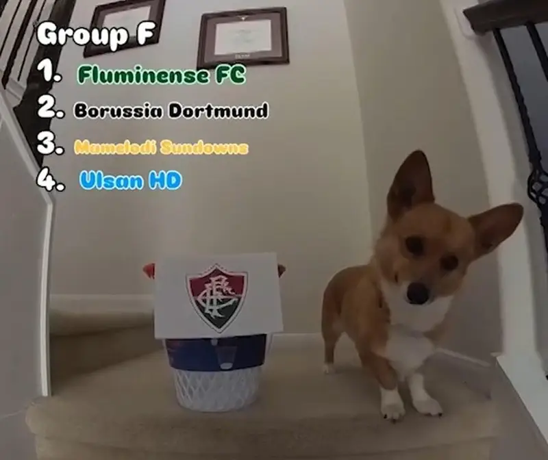 Cão Vidente "Steph Flurry" faz previsões surpreendentes para o Mundial ...